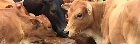 Multiple Benefits Of Molasses Nutrient Blocks For Cattle