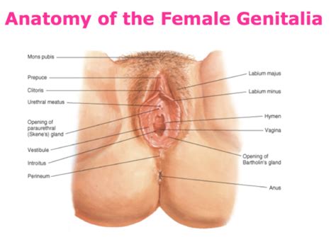Fundemental Of Sex Education Flashcards Quizlet