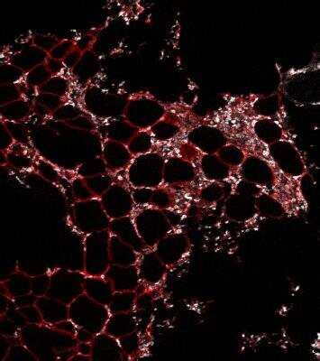 Perilipin Antibody NB Novus Biologicals