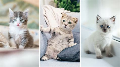 Qué significa cuando un gato se va de la casa y no vuelve nunca Petlife