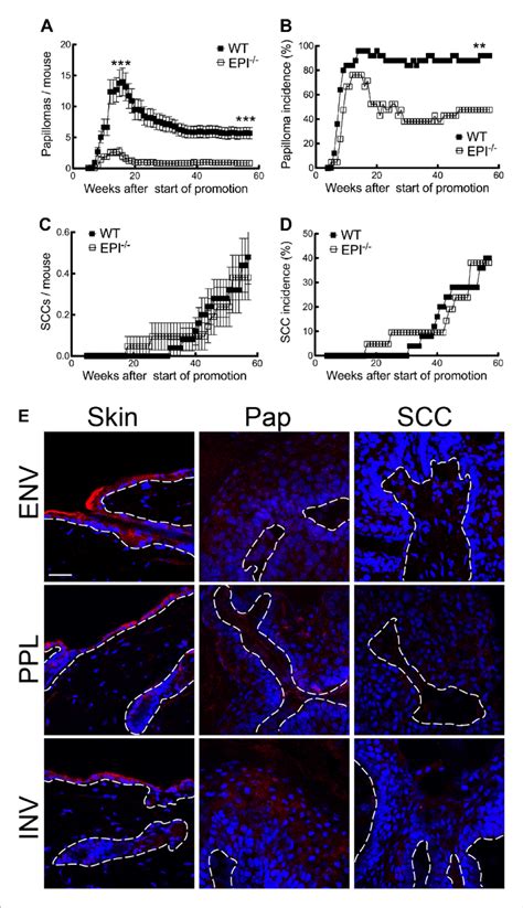 Chemical Carcinogenesis In Epi−− And Wt Mice A Average Number Of