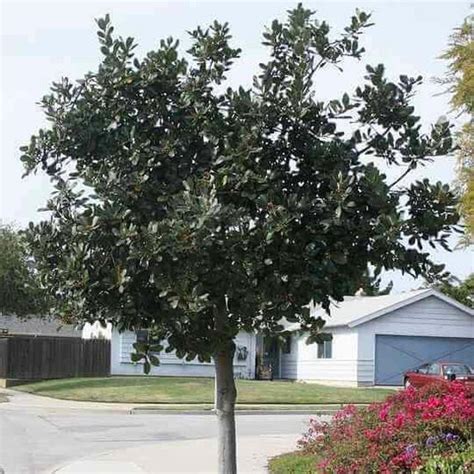 Premium Bay Laurel Shrubs For Sale Plants Express