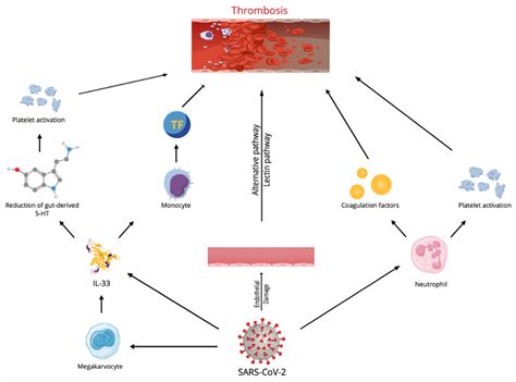 Role Of Il 33 Signalling In Covid 19 Inflammatory Status Encyclopedia