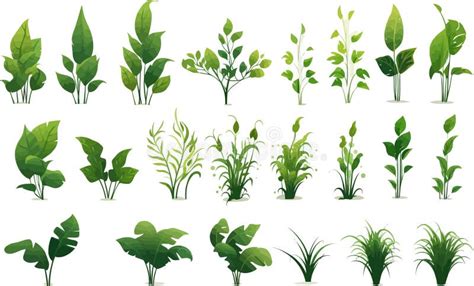 Ilustración De Estilo Vectorial Aislado De Conjunto De Vegetación Jungla Ilustración del Vector
