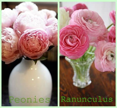 Ranunculus Vs Peony