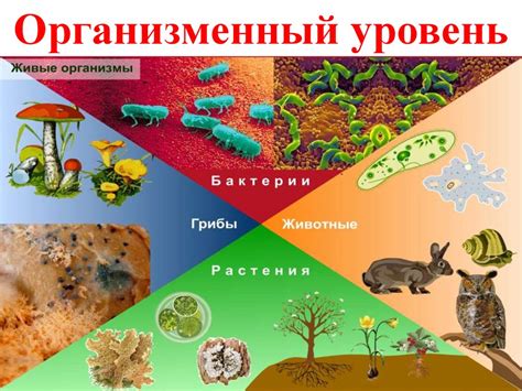 Уровни организации растительного организма презентация онлайн