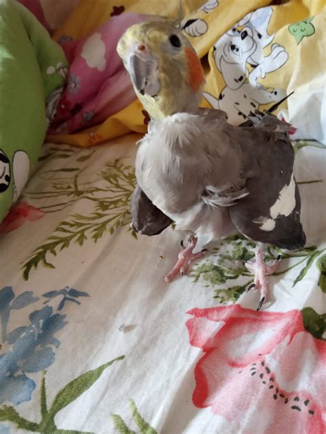 Мою кравать уже занили Wiki Birds Amino Amino