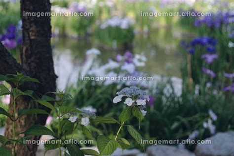 太宰府天満宮の菖蒲池 梅雨の時期に咲き始めた紫陽花の花の写真素材 217455312 イメージマート