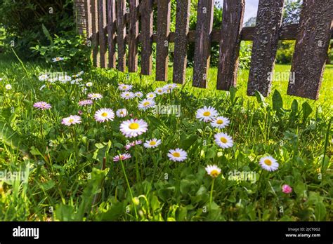 Daisy Flower Field With Green Grass And Fence In The Background Stock
