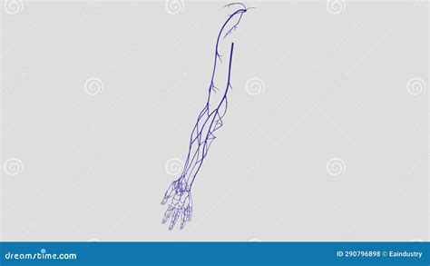 The Major Superficial Veins Of The Upper Limb Are The Cephalic And