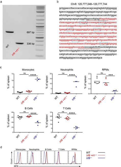 Loss Of The 41 Kb Irf8 Enhancer Does Not Impact Non DC Immune