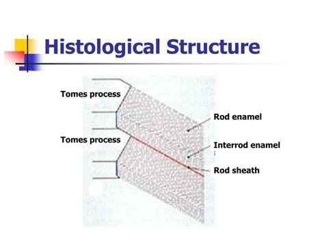 Ppt Tissue Of The Teeth Powerpoint Presentation Free Download Id