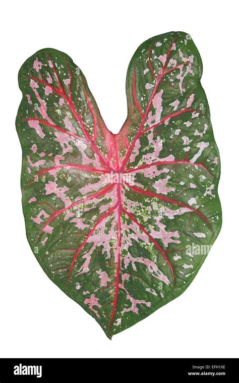 Fancy Leaved Caladium Cut Out Stock Photo Alamy