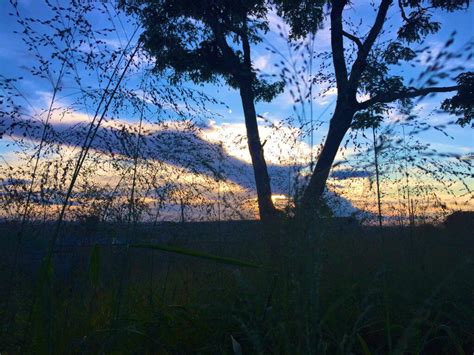 Tree Porn Me 2020 R SilhouettePorn