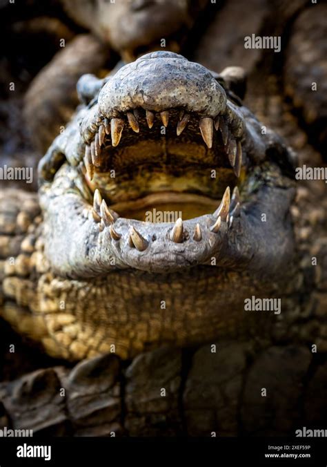 menacing cuban crocodile with jaws wide open revealing its sharp teeth