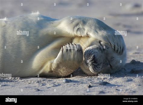 Grey Seal Gray Seal Halichoerus Grypus Pup Sleeping On A Beach