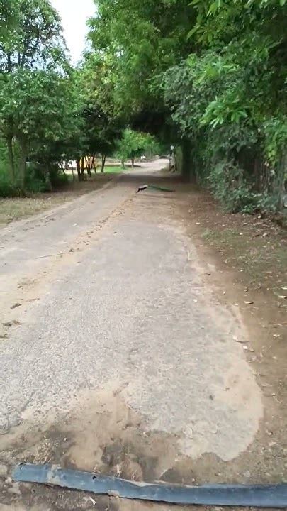 Lovely Peacock In Our College ♥️🥰😘😍 ️💖 Youtube