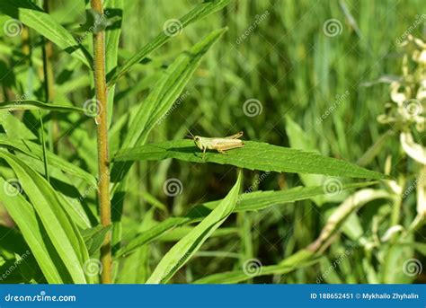 A Small Green Grasshopper Sits On A Long Sheet Of Grass Stock Image
