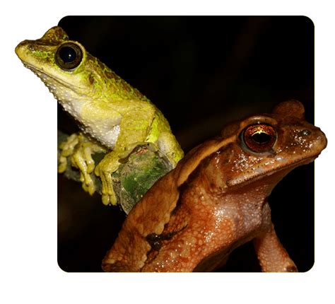 Cuetzalan Amphibians ConservaciÓn Anfibios