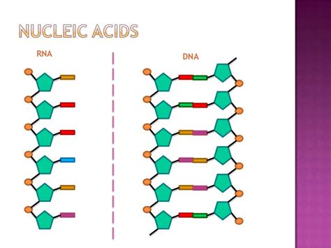 Proteins And Nucleic Acids