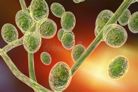 Fungi Trichophyton Illustration Stock Illustration Illustration Of Cells Ringworm 79247792