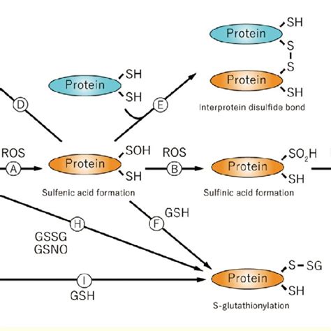 Ai Oxidative Cysteine Modification Cysteine Residues In Proteins