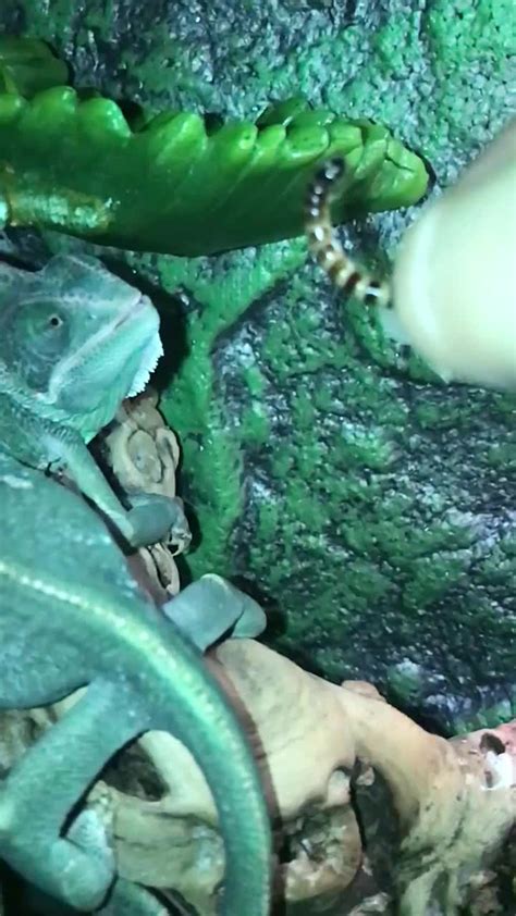 This Is Chica Album On Imgur