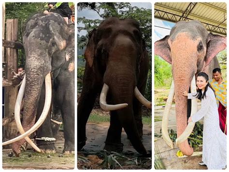 ขยายประเด็นข่าว เปิดประวัติ ช้างไทย ที่ส่งไปทูตสันถวไมตรีที่ศรีลังกา