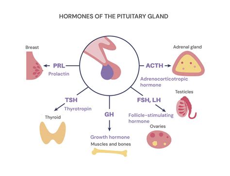 Prolactin A Hormone That Can Affect Reproductive Capacity