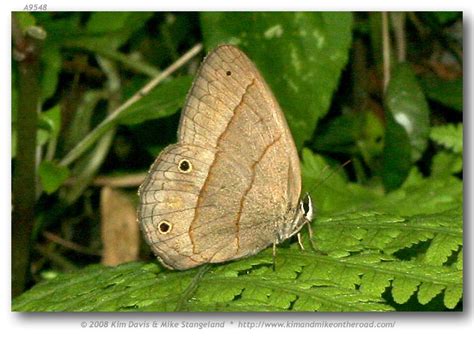 Cissia Pompilia Live Adults Page 1