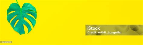 격리 다크 그린 몬스터 큰 잎 필로덴드론 열대 단풍 식물 은 평평한 평신도 여름 녹지 잎 질감 열대 우림 꽃에 대한 클리핑 경로