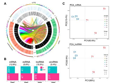 Figure 1 From Whole Transcriptome Mapping Identifies An Immune And Metabolism Related Non