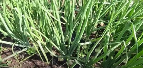 Чим потрібно підгодовувати цибулю щоб отримати добрий урожай Читайте на Ukr Net