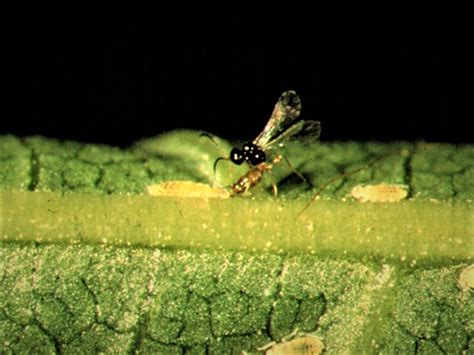 Parasitoids The Hidden Backyard Beneficials — Plant And Pest Advisory