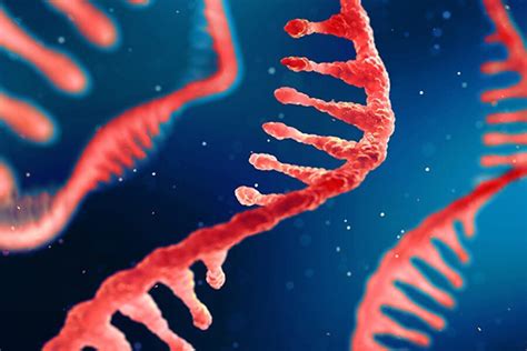 Deep Learning Model To Predict Mrna Degradation Analytics Vidhya