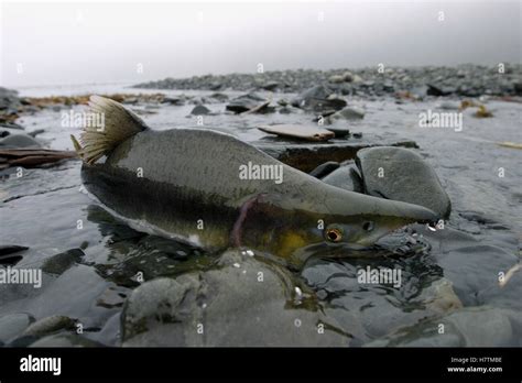 Pink Salmon Oncorhynchus Gorbuscha Spawning Upstream Prince William