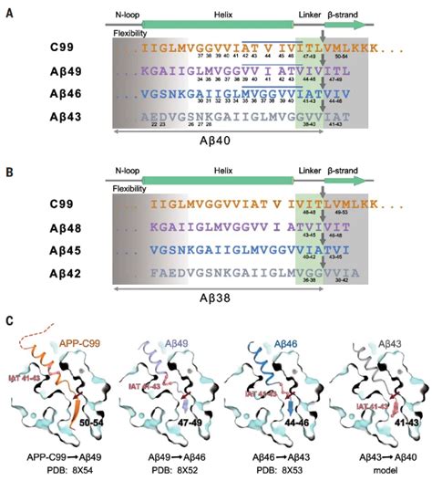Science：施一公团队揭示人类γ 分泌酶识别和切割底物的分子机制 每日生物评论