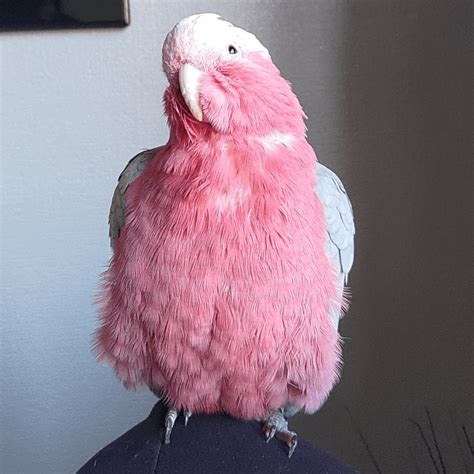 I Know I Bit You Ill Friggen Do It Again Ruby Bird As Proud Of