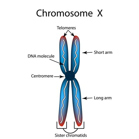 174 Chromatid 3d Royalty Free Photos And Stock Images Shutterstock