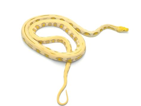 Purple Albino Jaguar Reticulated Python By New England Reptile Distributors