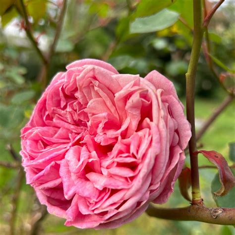 Mrs B R Cant Wild Rose Nursery