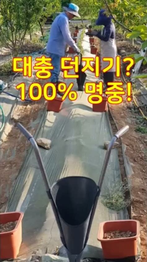 양손파종기 모종이식기 감자 고추 들깨 서리태 등 다양한 모종 이식 씨앗 파종 텃밭장비 양손파종기 파종기 모종이식기 감자심기 고추심기 씨앗파종