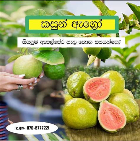 Sri Shakyamuni Purana Viharaya පිරිවෙන් විහාරය පනාවල විශ්මිත් අසිරිය පෙළහරපාන මහා පෙරහර