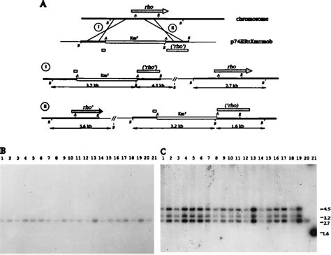 A Possible Single Crossovers Between The Chromosomal Region