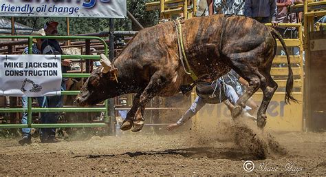 Bull Riding Thrills And Spills Photograph By Shane Hays Fine Art America