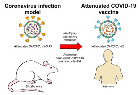 Characterization Of Sars Cov 2 Spike Mutations Important 50 Off