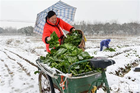 长兴冒雪抢收蔬菜 保证市场供应 影像中心 浙江在线