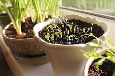 How To Grow Parsley From Seed Uk Home And Garden Reference