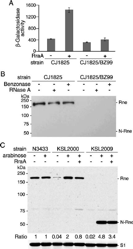 Interaction Of Rraa And Rnase E In Vivo A ␤ Galactosidase Activity