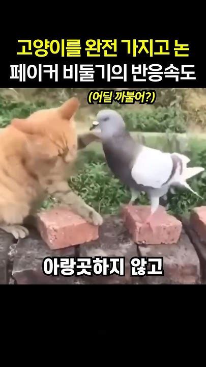 고양이를 완전 가지고 논 페이커 비둘기의 반응속도 Youtube